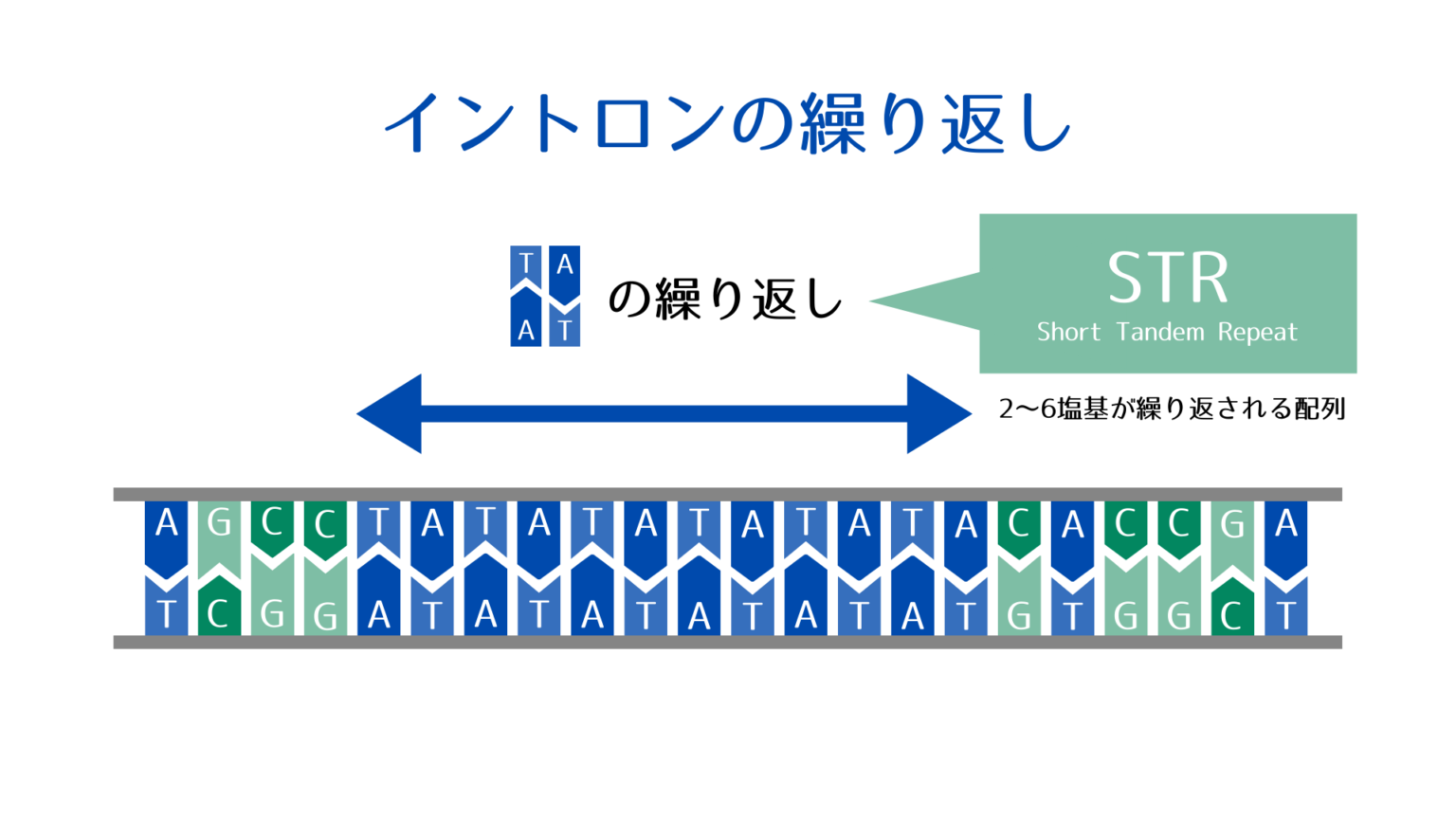 【3分で読める】DNA鑑定の仕組み | 生物学日誌